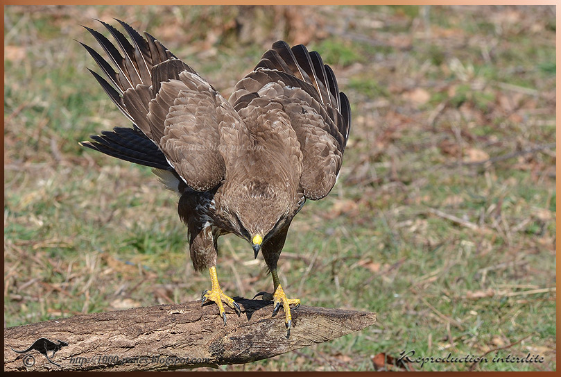 WILDLIFE GATEWAY: Danse avec une buse...