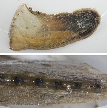 wild shores of singapore: Stars, snake, sharks at Beting Bemban Besar