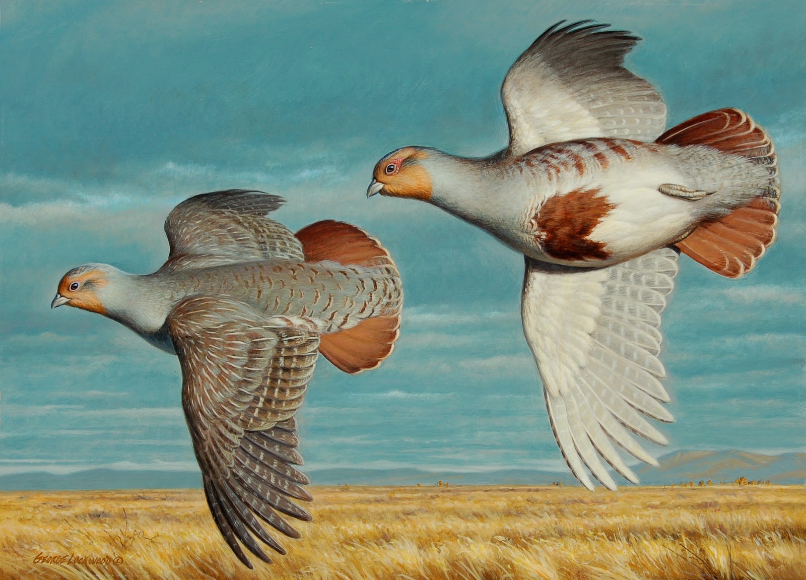 George Lockwood's Daily Paintings: Hungarian Partridge 13x18