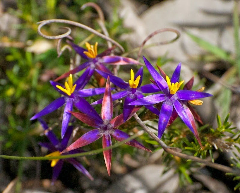 A Wandering Naturalist: Australia: Trigger Flowers, Orchids and Weeds