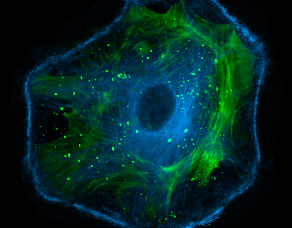 Molly's Art Blog: Cell Staining...