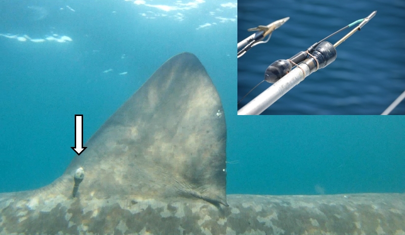 The Fisheries Blog: Tracking Sharks in the Space Age