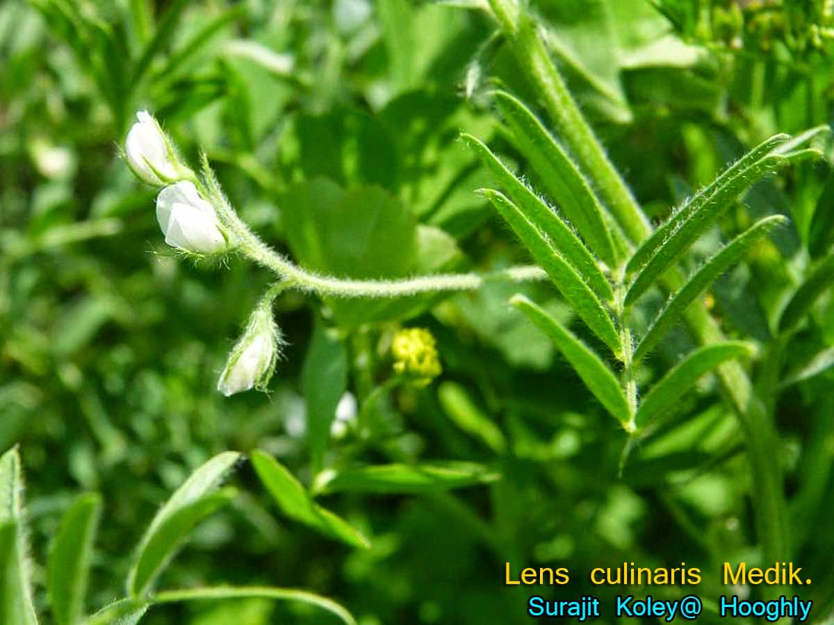 Medicinal Plants: Lens culinaris, Common Lentil, Masurdal