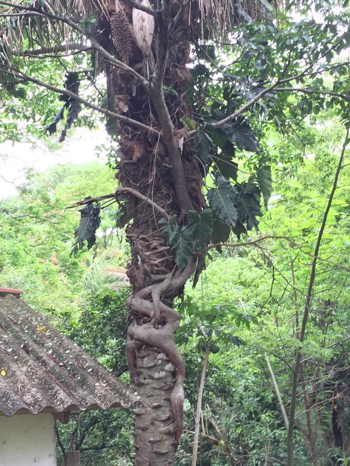 365 Days in Bolivia: Day 129 - Legend of Bibosi and Motacú