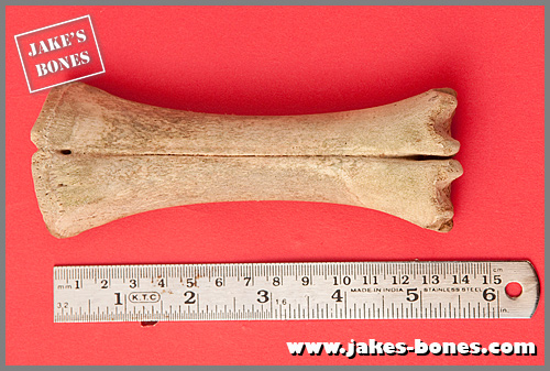 Strange bones #12: the mystery metacarpal : Jake's Bones