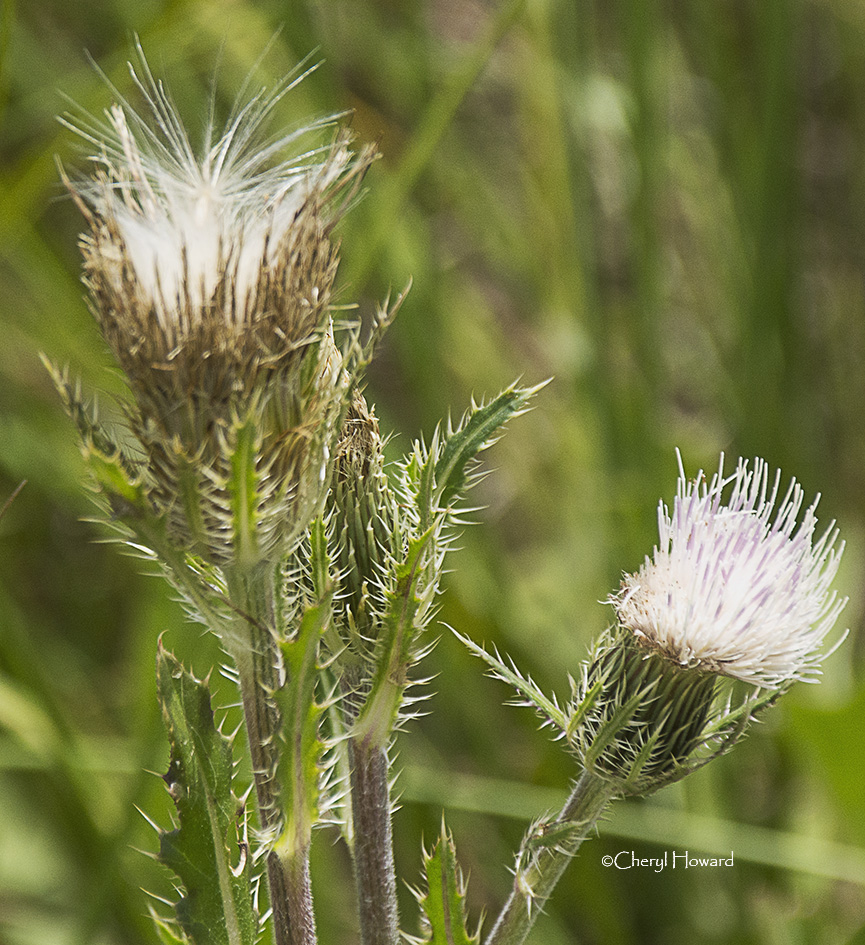 Nuttall's Thistle