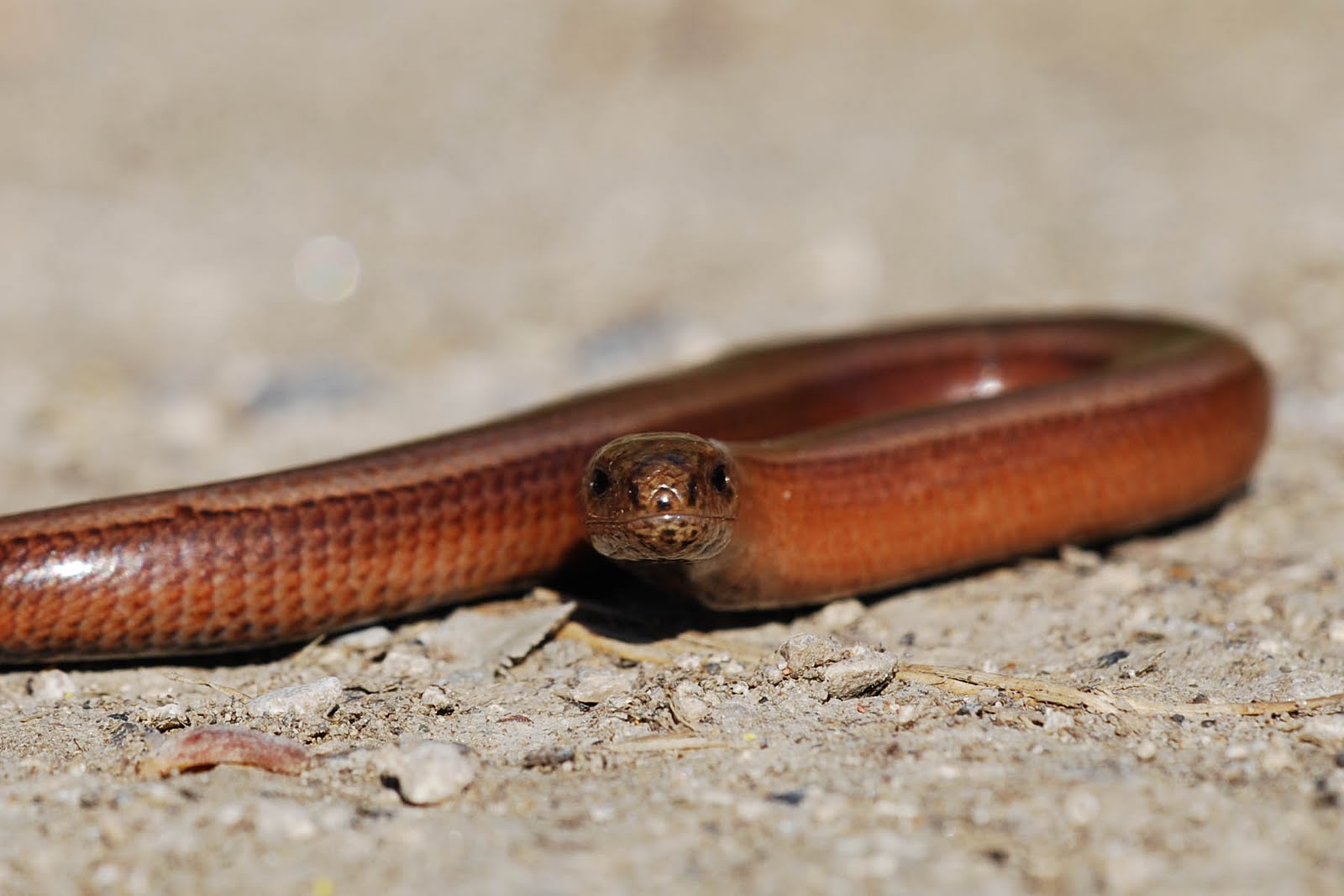 Yorkshire Field Herping and Wildlife Photography: Multicoloured Slow ...