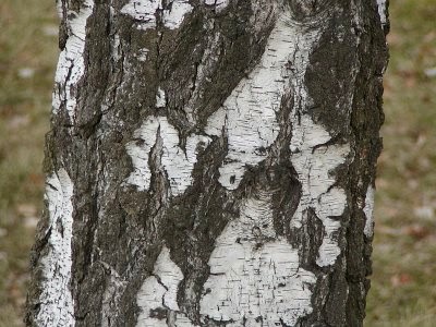 BREZA – Betula verruosa, porodica Betulaceae – Narodna Apoteka