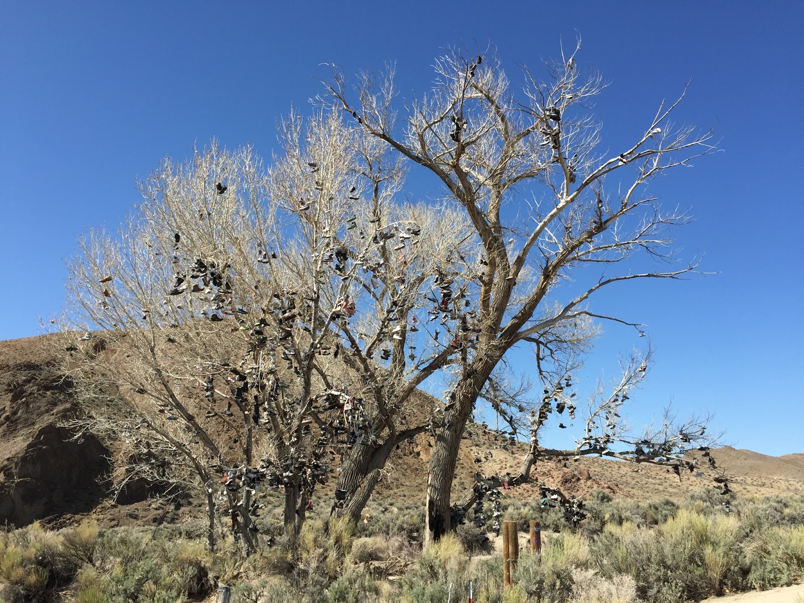 Backyard Travels in Nevada & Beyond: The Shoe Tree is Dead, Long Live ...