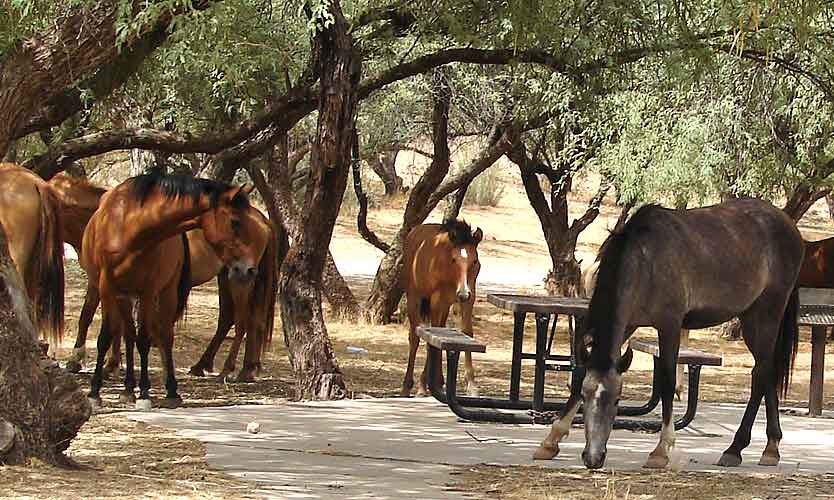 Birding Without Barriers: Coon Bluff Rec. Site on the Salt River