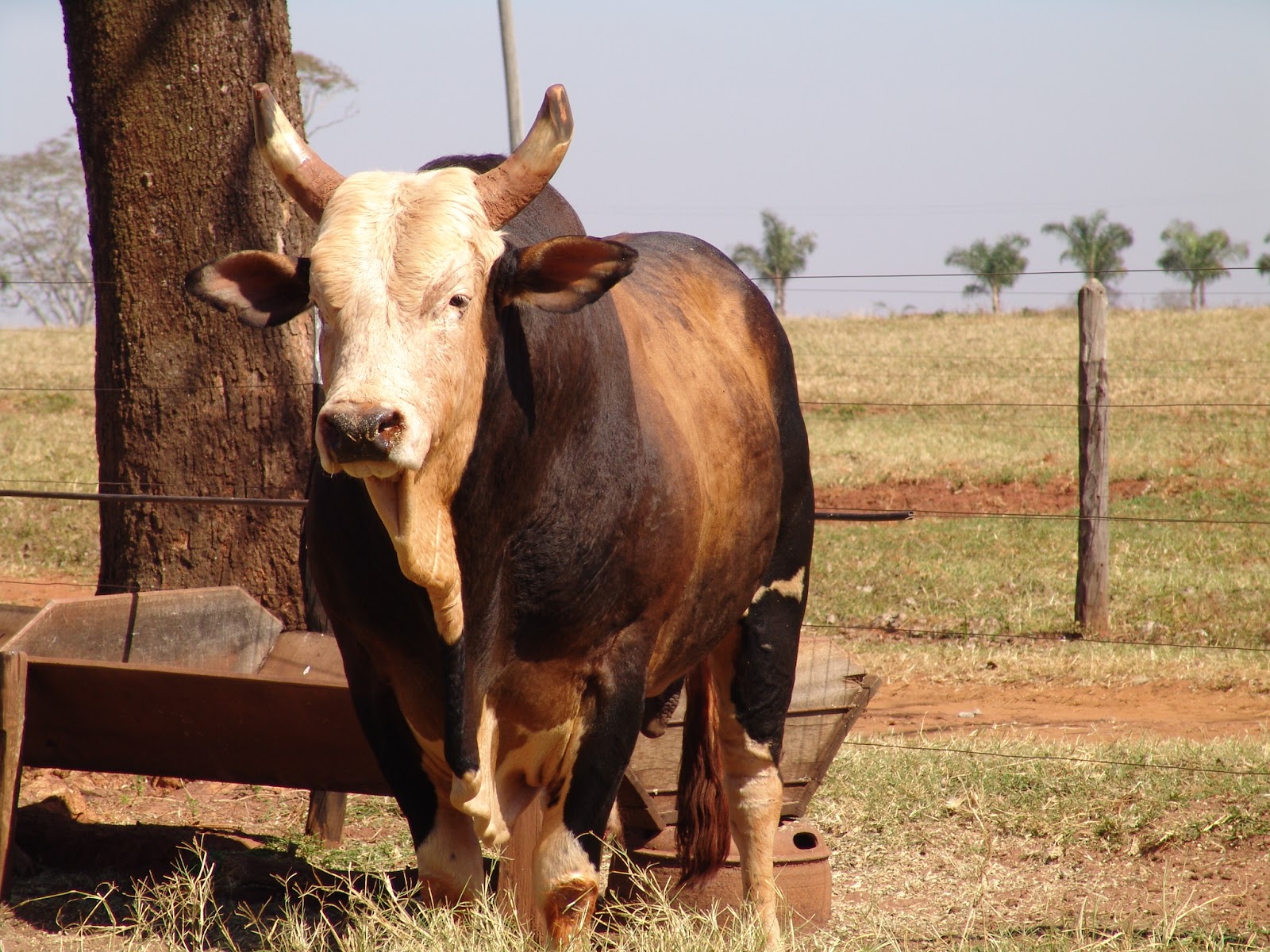 Comitiva Só as Toop's: Uma pequena homenagem ao glorioso Touro Bandido