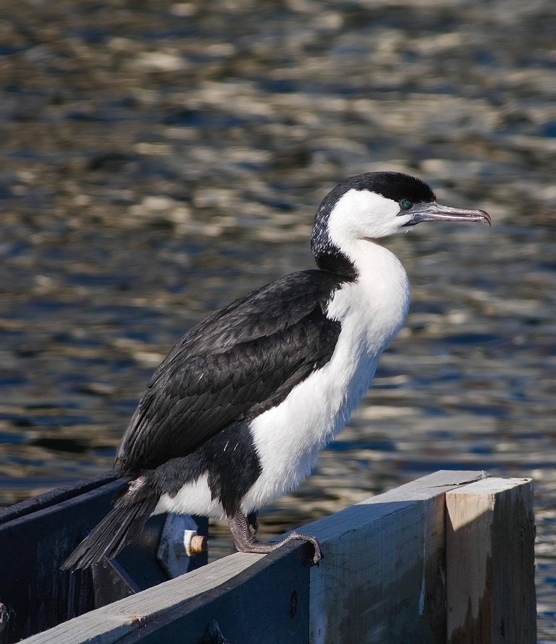 Natureza e Vida: O CORVO-MARINHO-CARA-PRETA (PHALACROCORAX FUSCESCENS).