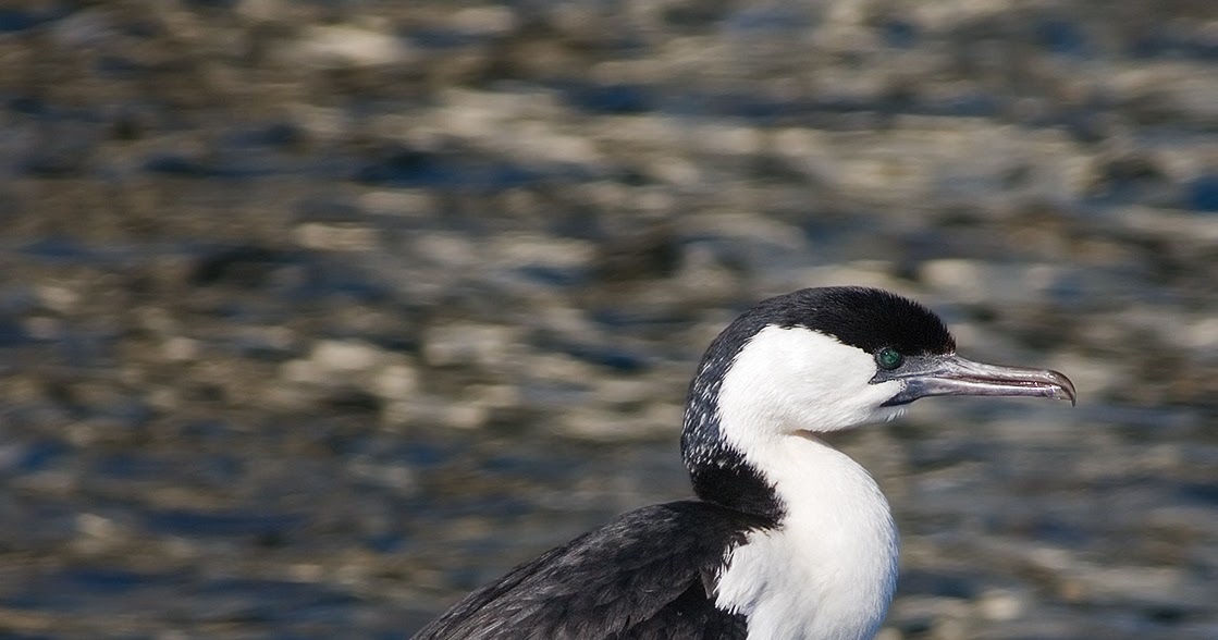 Natureza e Vida: O CORVO-MARINHO-CARA-PRETA (PHALACROCORAX FUSCESCENS).