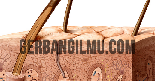 manfaat perobatan : IPA BIOLOGI bagian dari kulit