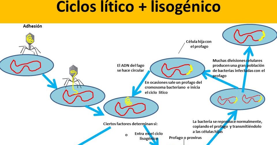 El Salón: Ciclo lisogénico viral
