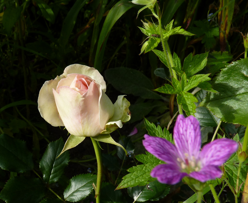 Høneballehaven på Samsø og Hellerupvej på Fyn: Flere roser og andet godt