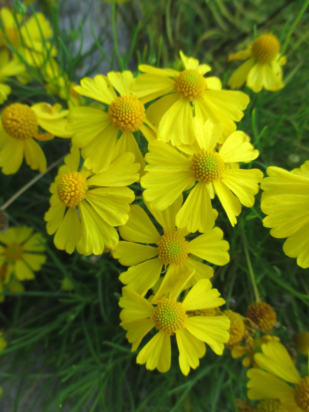 STUGGY - Rotary Botanical Gardens