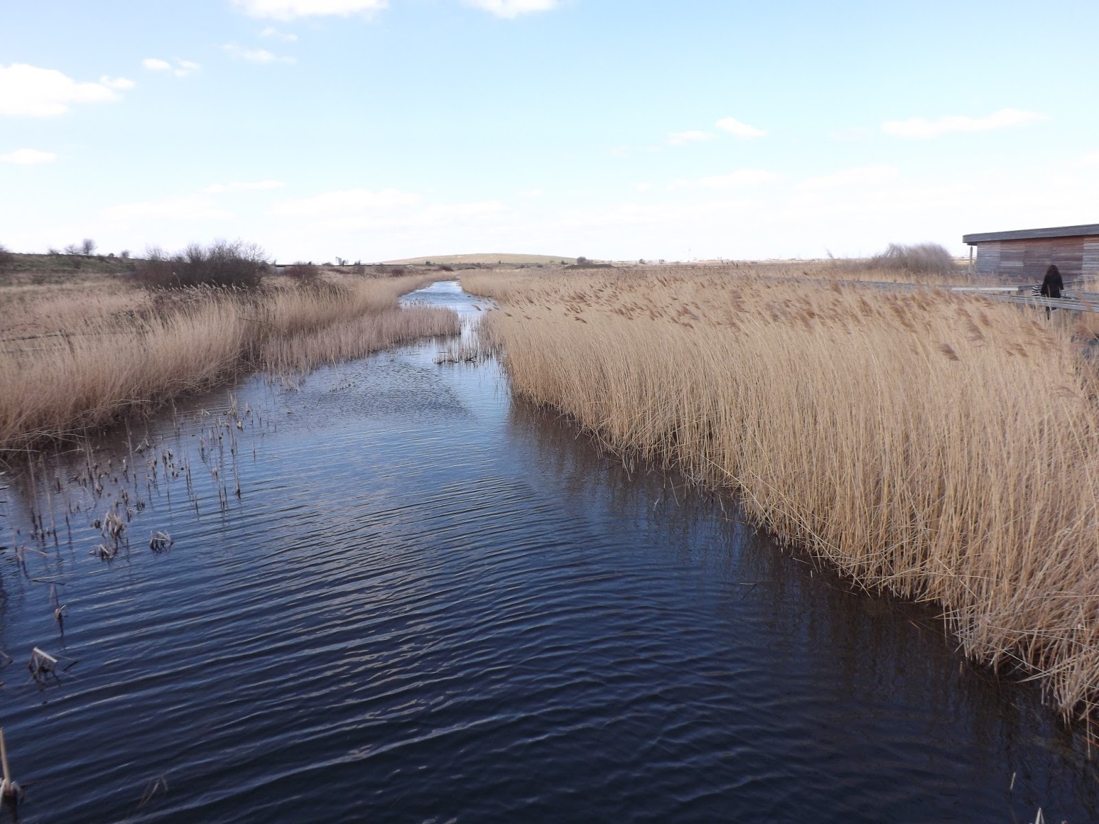 Ramblings from an English Garden: Rainham Marshes