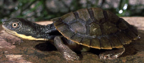 Bellinger River Turtles- A Window to a National Crisis?: Turtle ...