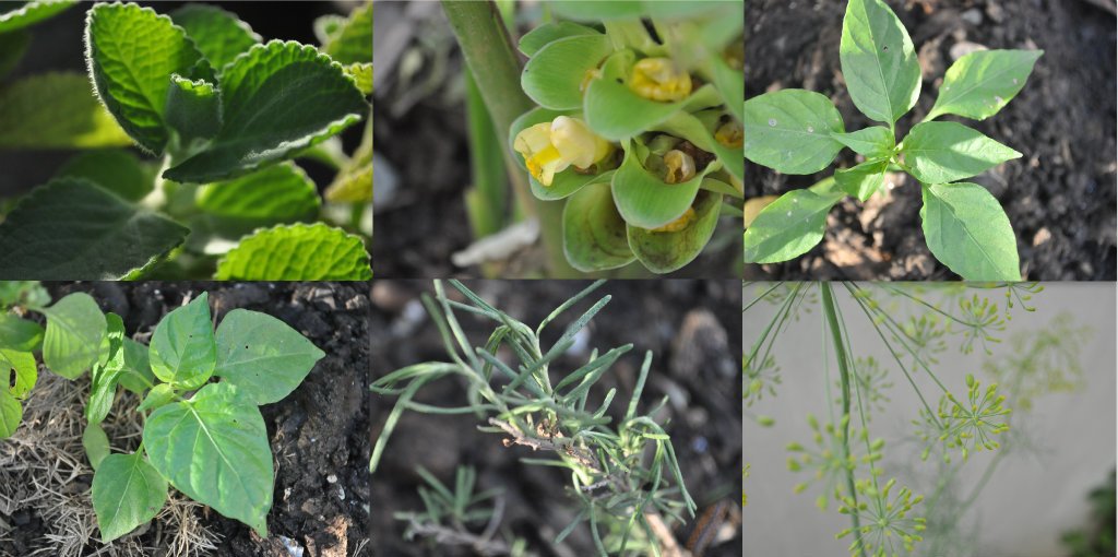 The Solo Homemakers: Why Should You Plant Your Own Condiments?