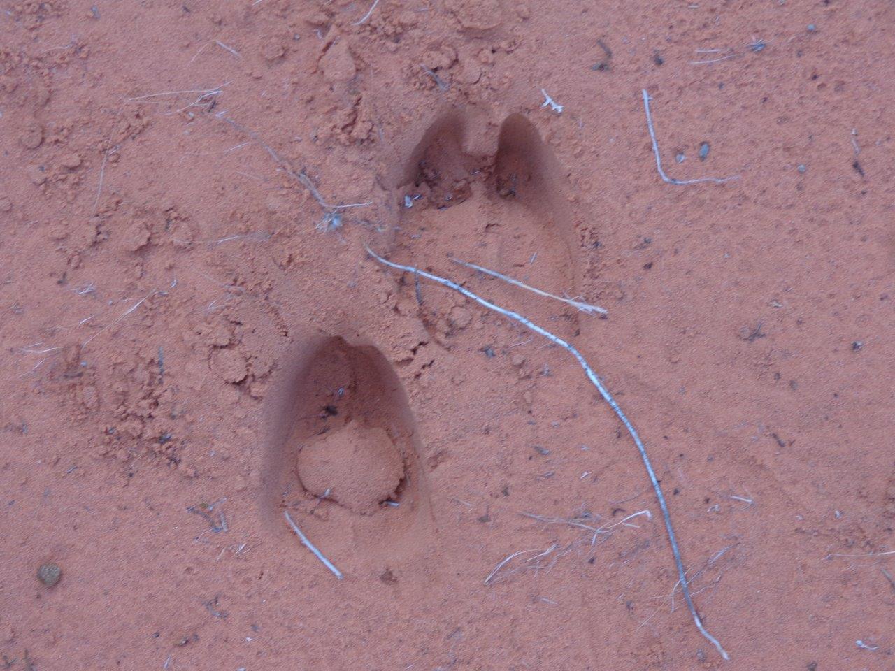 Travels Without Charley: Enjoying Steinbeck's America: 1/25 Bighorn ...