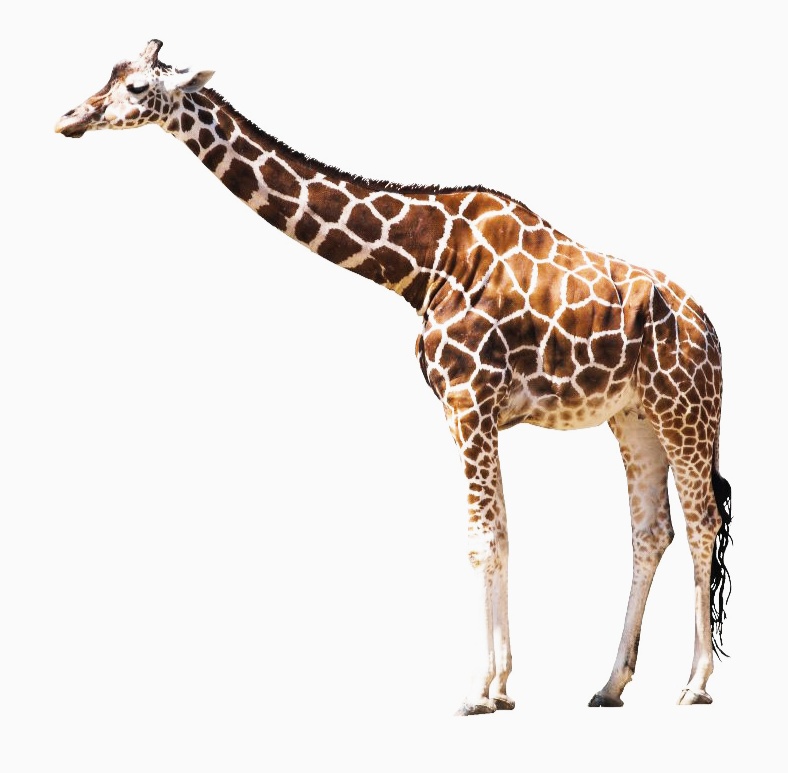 Gambar Jerapah Terbaru | Kumpulan Gambar