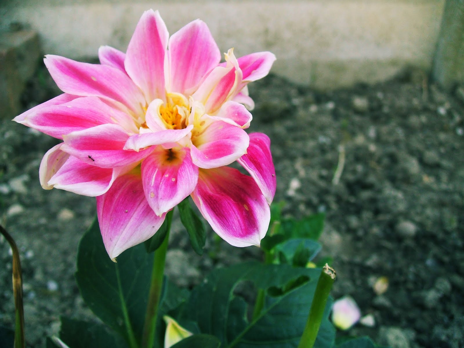 Foto: Piante piantine