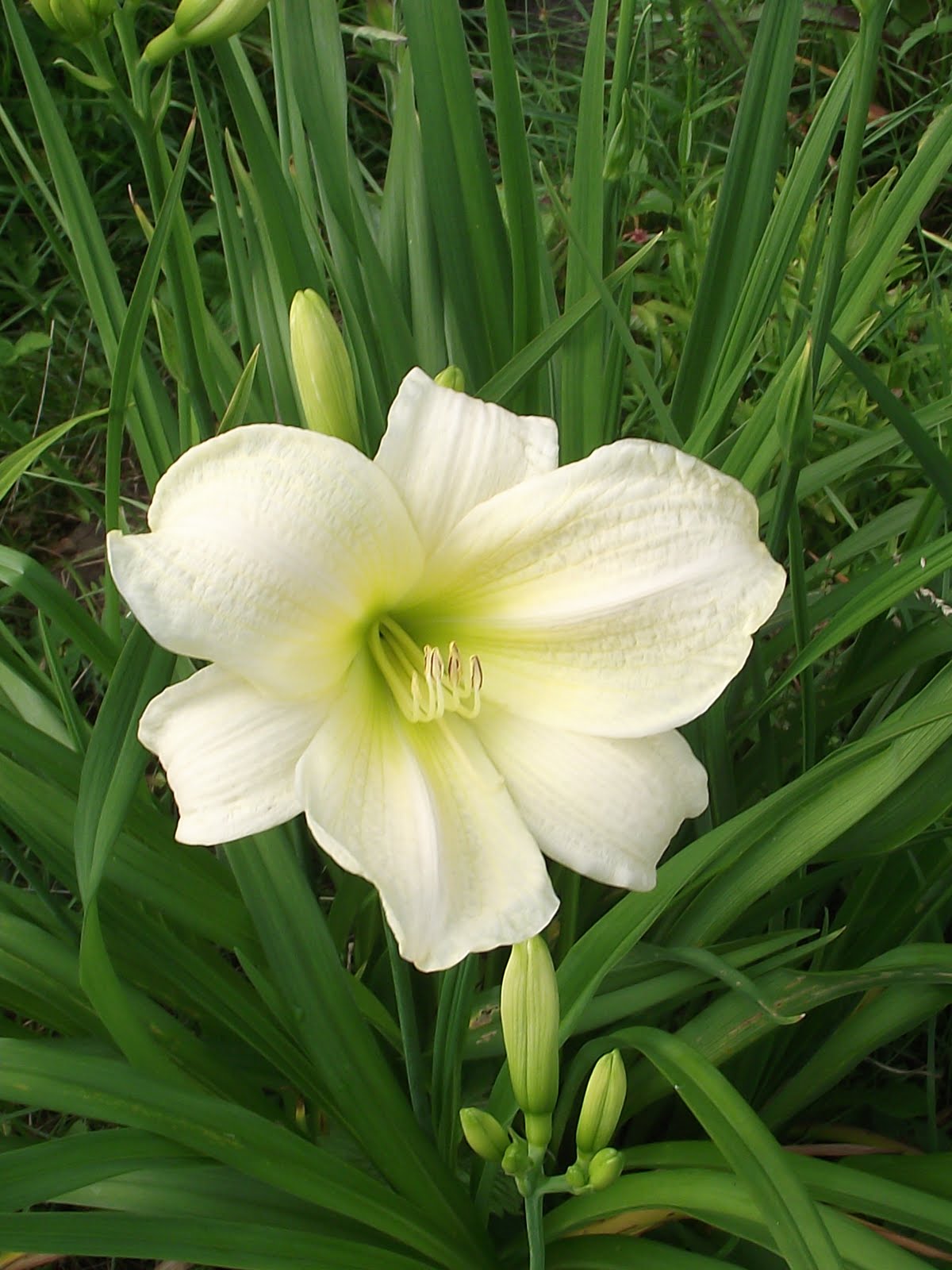 Irishaven: Den første af weekendens dagliljer