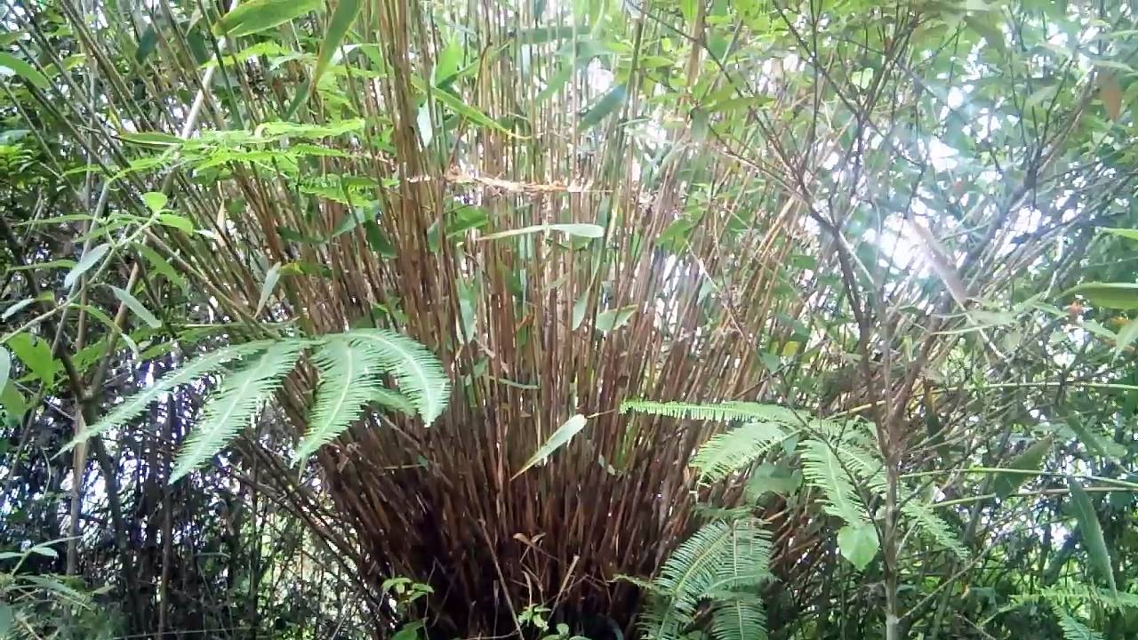 CATATAN WORKSHOP BAMBU DI PONDOK BULUH SIMALUNGUN SUMATERA UTARA