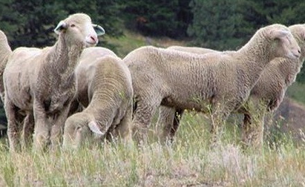 Jenis Domba Unggul Bisa Didapatkan Dengan Cara Ini | Gemar Ternak dan ...