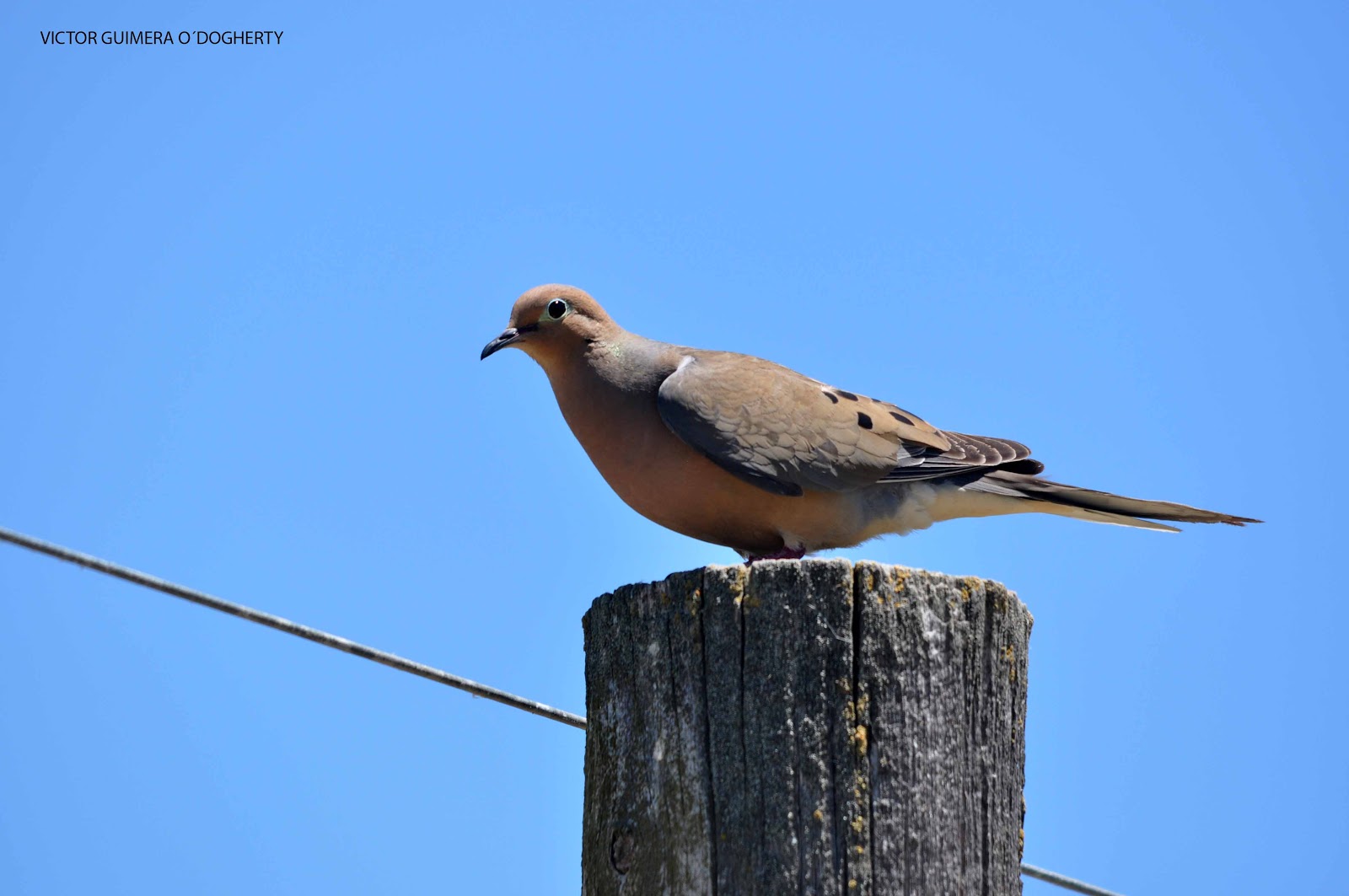 Mis imágenes de aves: ZENAIDA HUILOTA