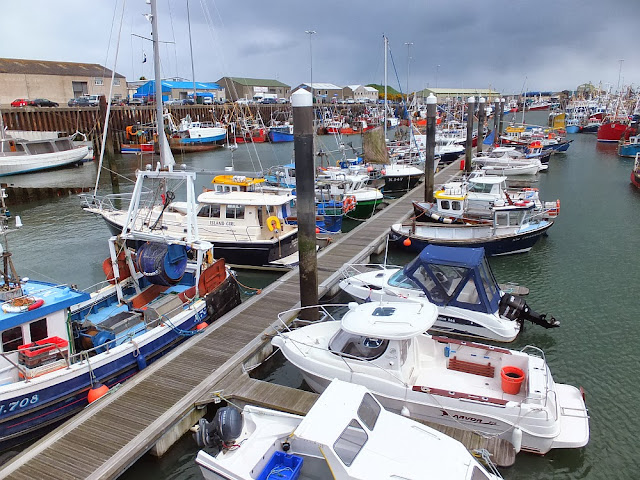 Irish Wildscapes: Around Kilkeel Harbour
