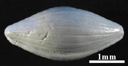 Fósiles de interés para ordenar cronológicamente los estratos ...