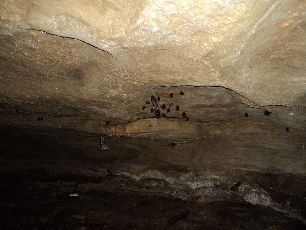 Aerial Geologist: Radium Springs Cave, Arkansas