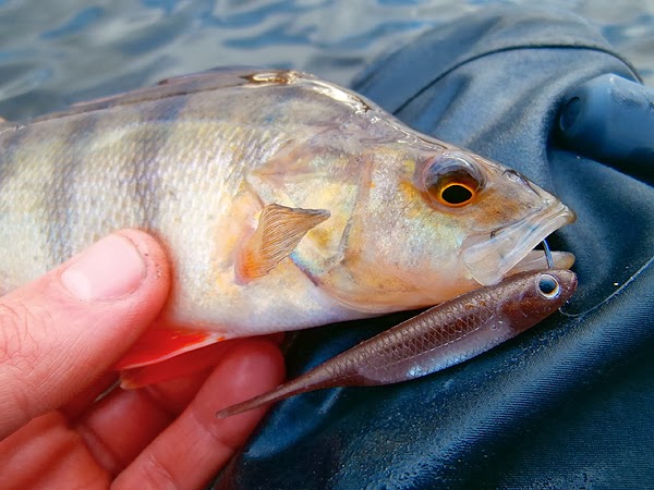 Fooling Fish: Fish Arrow Flash-J