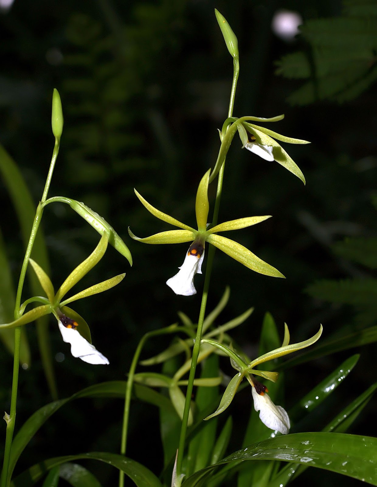 Asociación Jalisciense de Orquideología: Descripciones de Plantas (O a P)