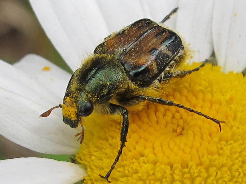Blue Jay Barrens: Hairy Flower Scarab Beetle