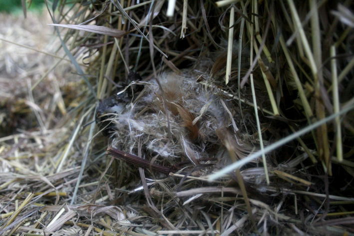 The Öko Box: Mouse Nest Made Of Feathers