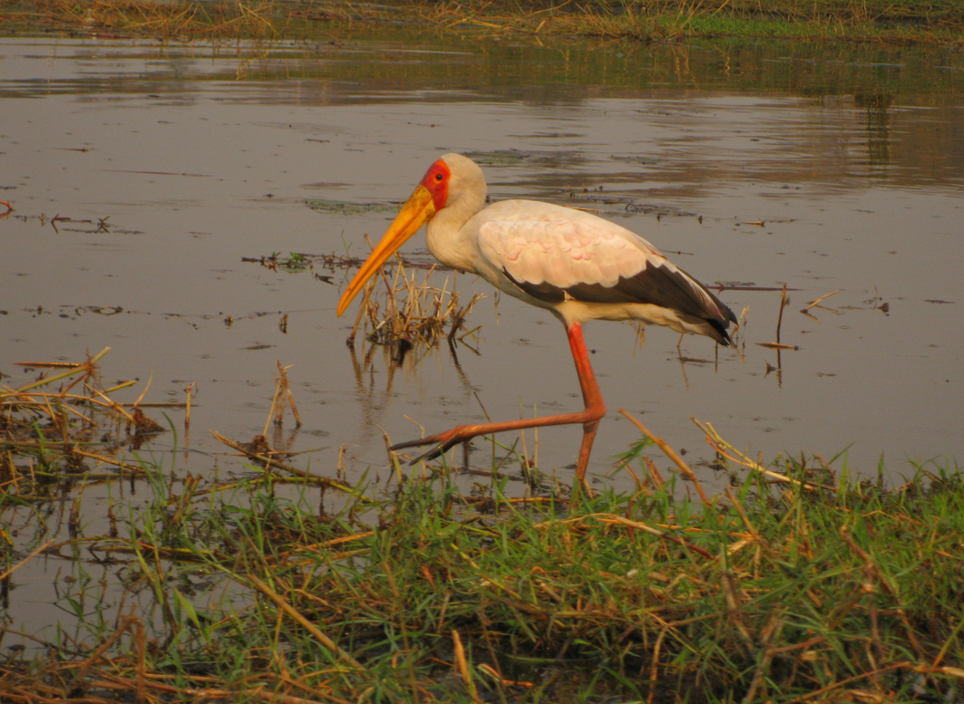 World Hold On. Jordi Valbuena's Photography and Travel blog: Birds from ...