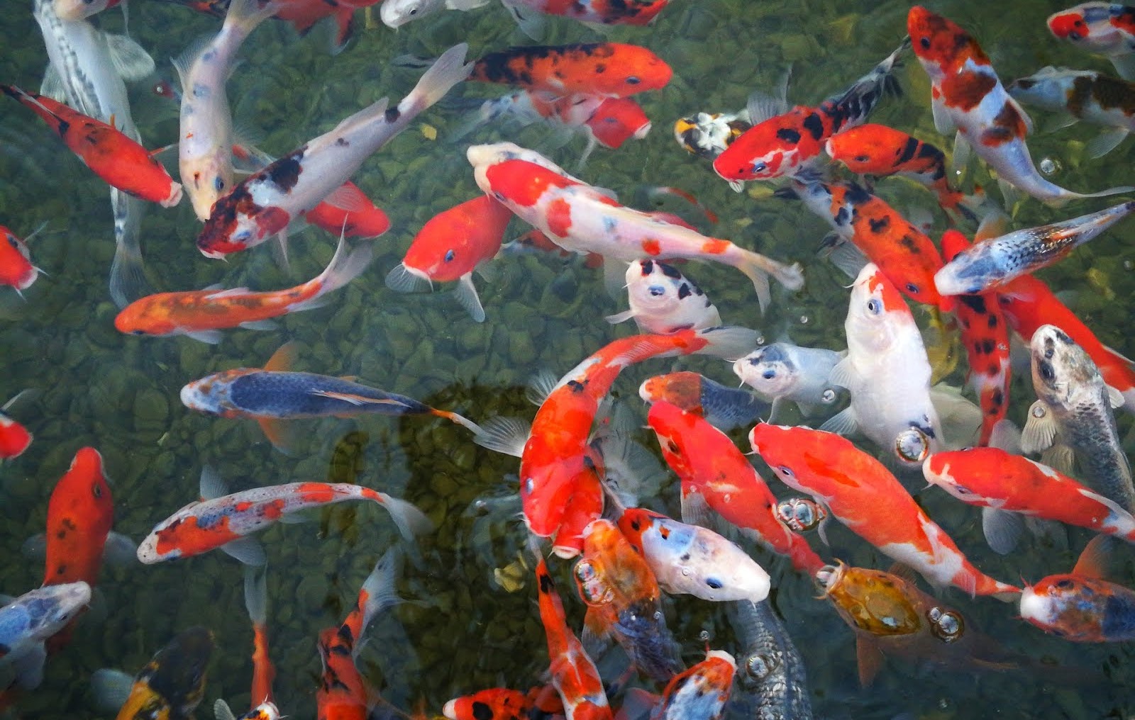 Koi saran prodaja i uzgoj