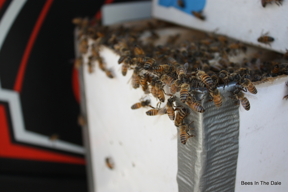 The Buzz In The Dale: Hermosa Beach Arbor Bees