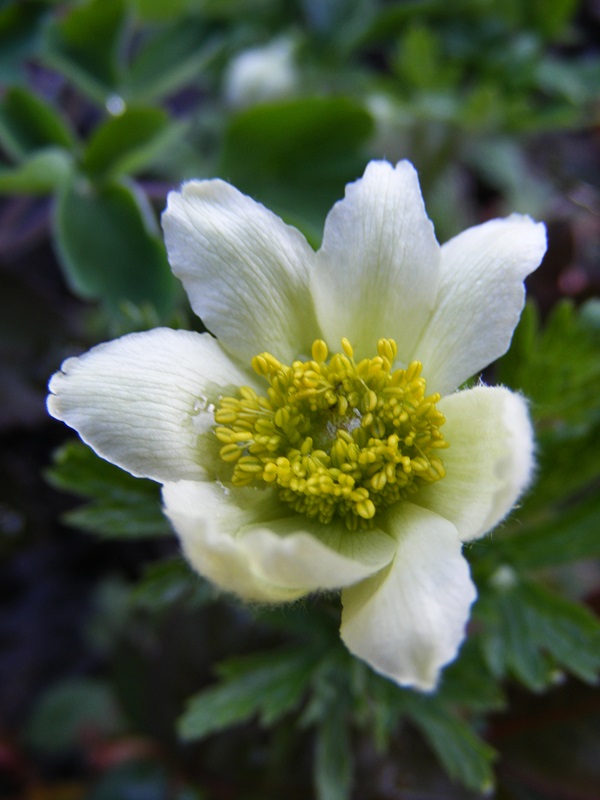 szeretetrehangoltan: Szellőrózsa