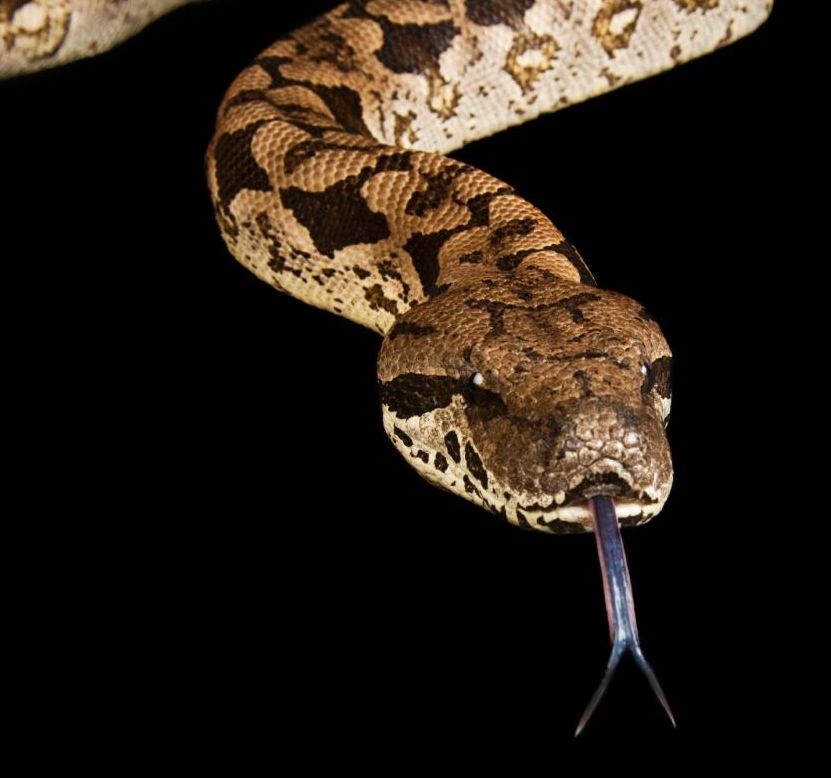 Grymvald Gazetteer: Flora & Fauna Friday - Bees, Boas, & Cassowary Birds