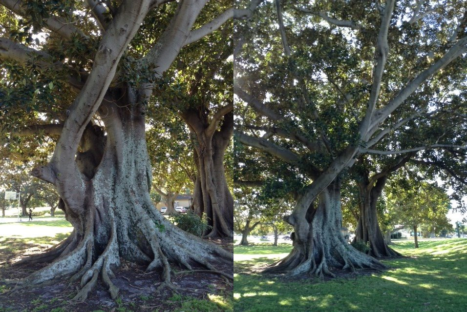 ON THE GRAPEVINE: Moreton Bay Figs