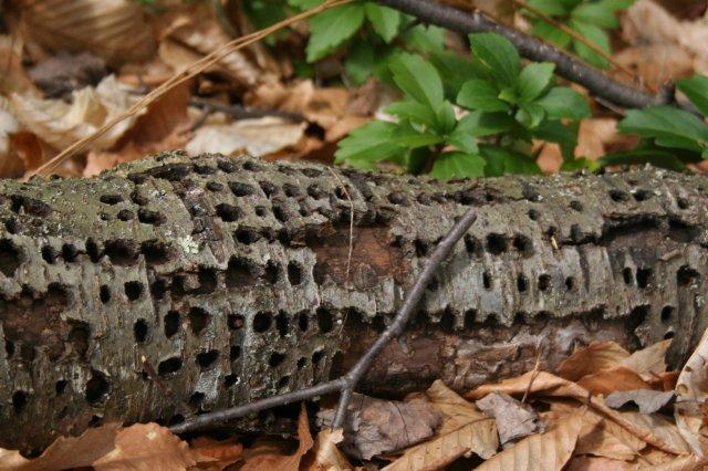 Archimedes Notebook: Peek Under a Log