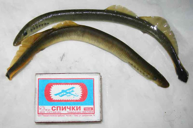 Что такое минога? Минога - это рыба? Фото и видео миноги