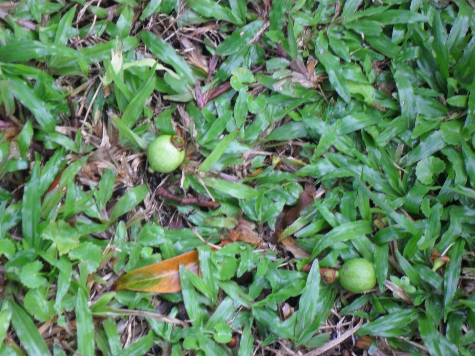 nature lover: pokok jambu laut/ sea apple