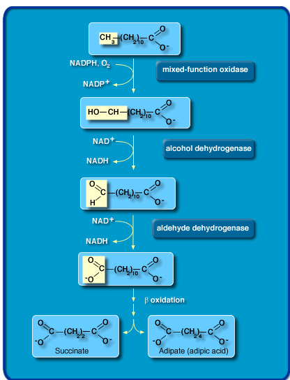 World of Biochemistry (blog about biochemistry): Metabolic maps about ...