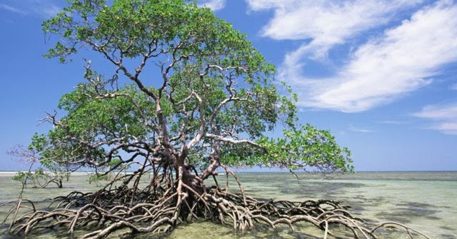 MANGROVE TREES "(MIKOKO)"