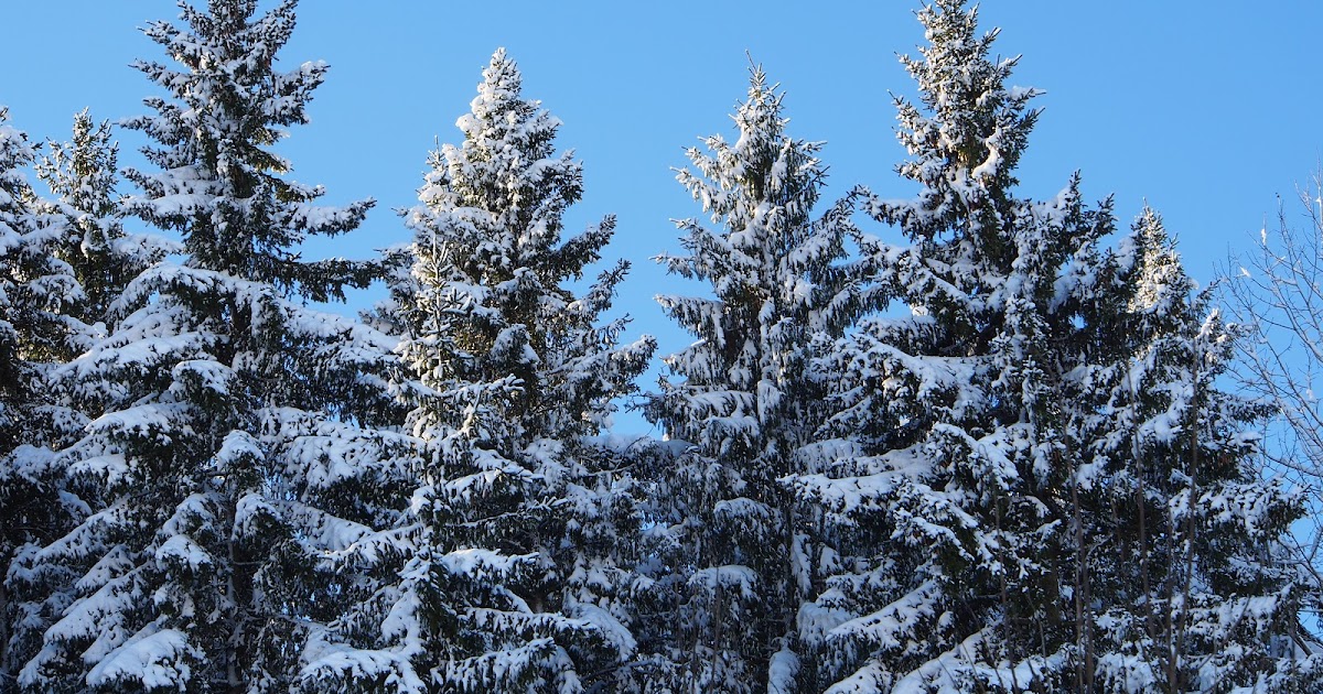 Kivipellon Saila: Puu, joka on tärkeä ja merkityksellinen